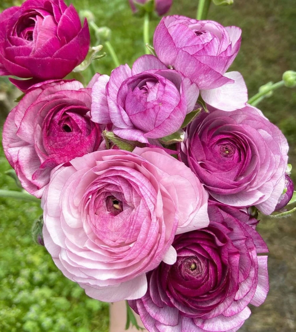 Purple Ranunculus Flowers